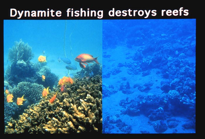 Effects Of Dynamite Fishing